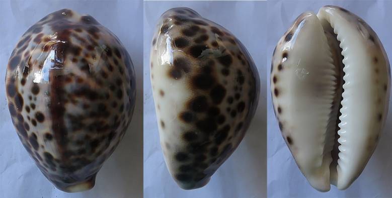 shellauction.net :: Cypraea tigris - 3730105