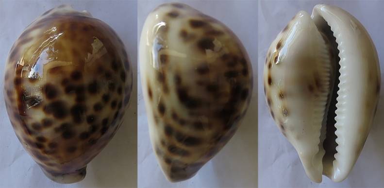 shellauction.net :: Cypraea tigris - 3730124