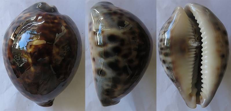 shellauction.net :: Cypraea tigris - 3730131