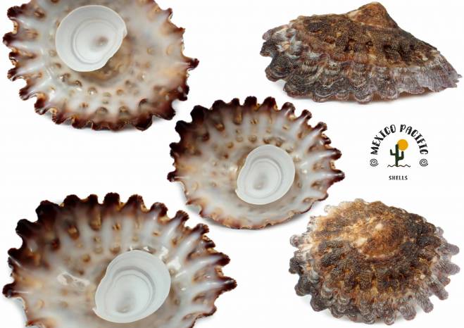 shellauction.net :: Crucibulum scutellatum - 3730142