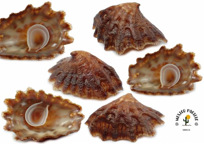 shellauction.net :: Crucibulum umbrella - 3730143