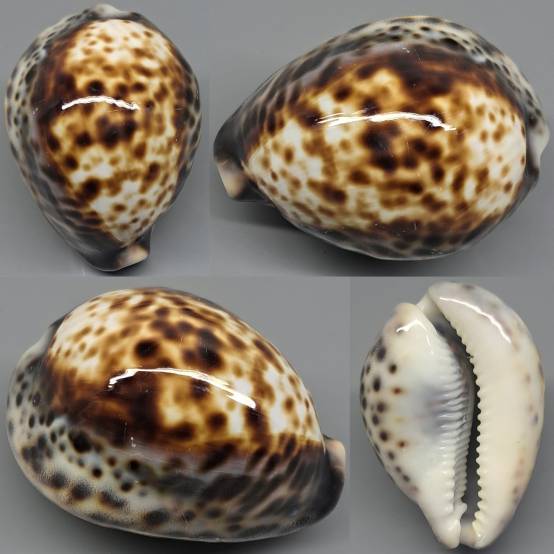 shellauction.net :: Cypraea tigris - 3730260