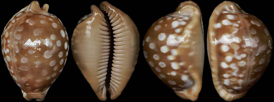 shellauction.net :: Callistocypraea leucodon form escotoi - 3730279