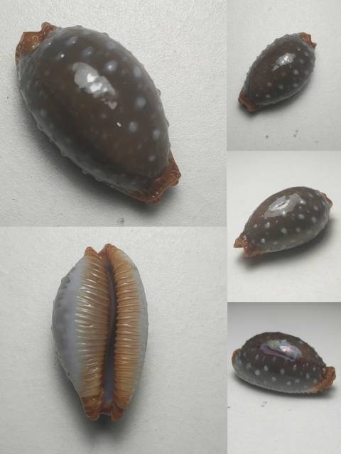 shellauction.net :: Cypraea limacina - 3730291