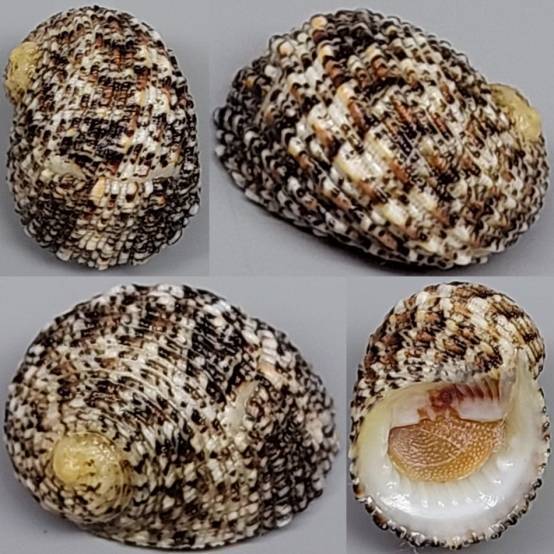 shellauction.net :: Nerita signata - 3730370