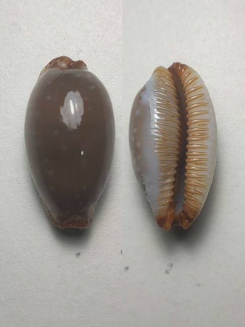 shellauction.net :: Cypraea limacina - 3730375