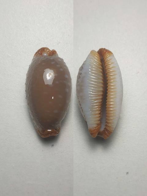 shellauction.net :: Cypraea limacina - 3730380