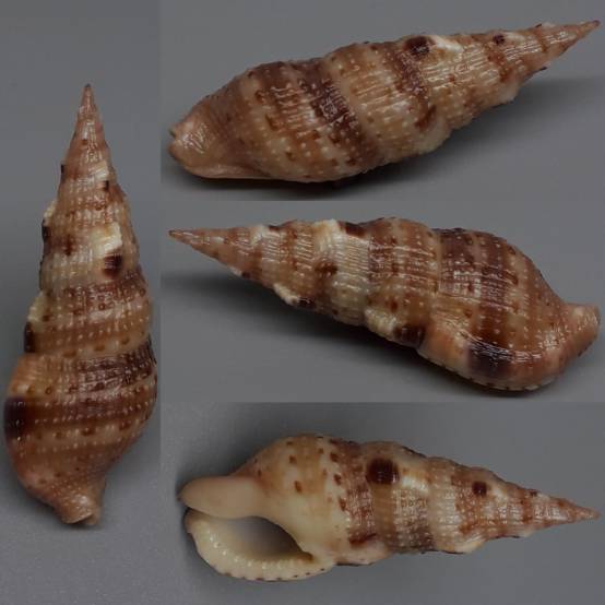 shellauction.net :: Colubraria ceylonensis - 3730447