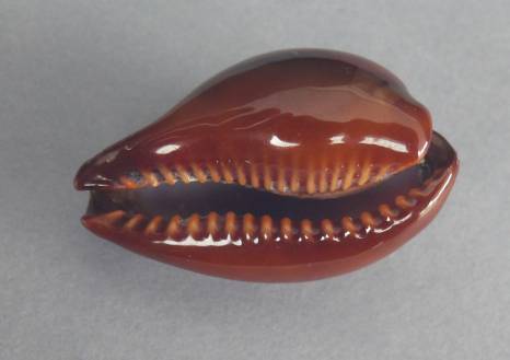 shellauction.net :: Erronea adusta - 3730451