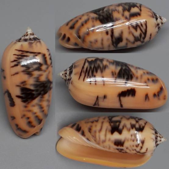 shellauction.net :: Oliva miniacea - 3730471