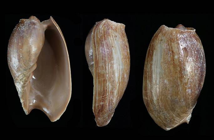 shellauction.net :: Cymbium pachyus - 3730498