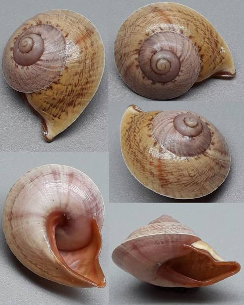 shellauction.net :: Rhynchotrochus tayloriana - 3730596