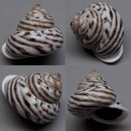 shellauction.net :: Canefriula lacteolata - 3730618