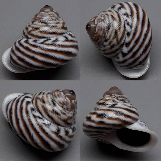 shellauction.net :: Canefriula lacteolata - 3730621