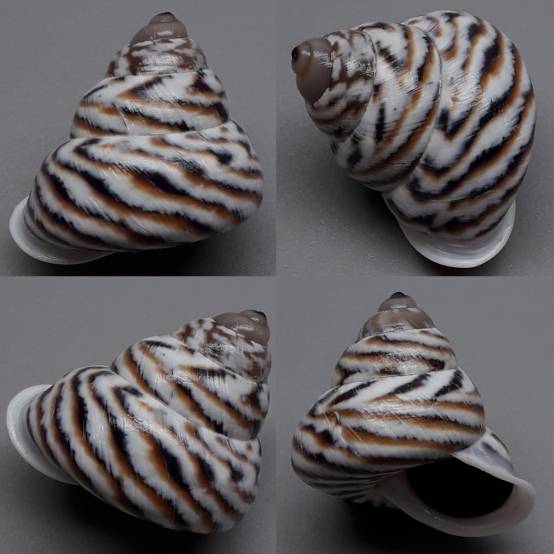 shellauction.net :: Canefriula lacteolata - 3730627