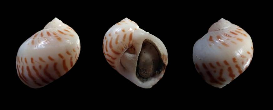 shellauction.net :: Natica sp. - 3730629