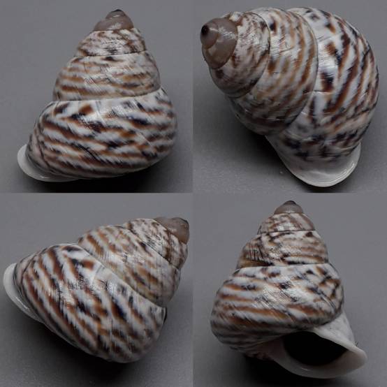 shellauction.net :: Canefriula lacteolata - 3730636