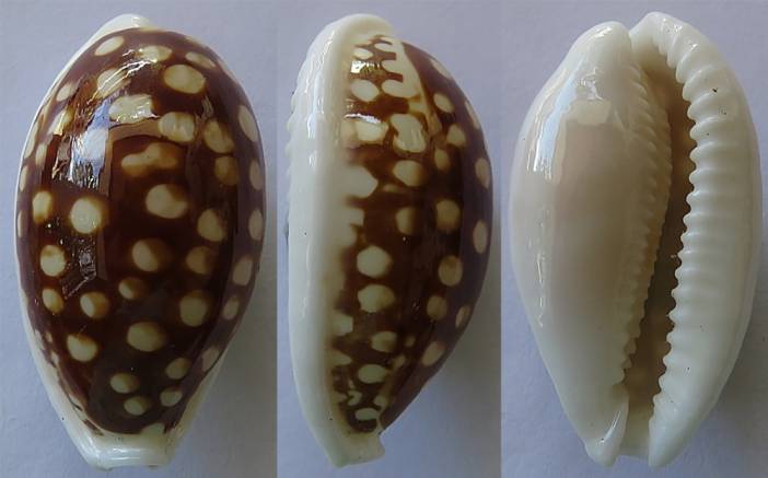 shellauction.net :: Cribrarula cribraria - 3730685