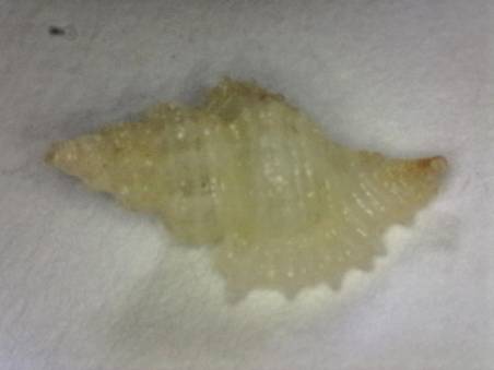 shellauction.net :: Murexsul species - 3730687