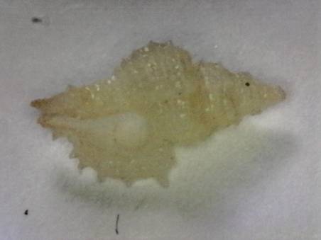 shellauction.net :: Murexsul species - 3730687