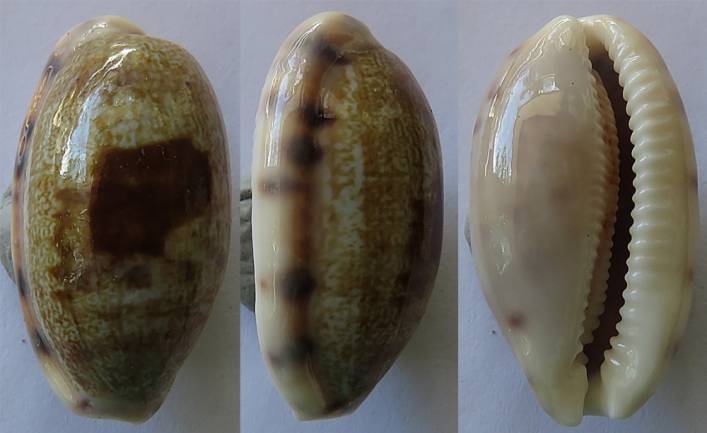 shellauction.net :: Talostolida teres - 3730689