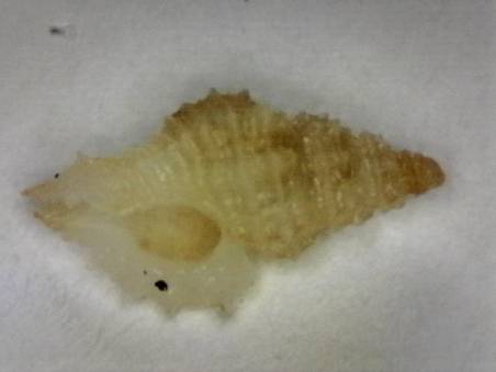 shellauction.net :: Murexsul species - 3730697