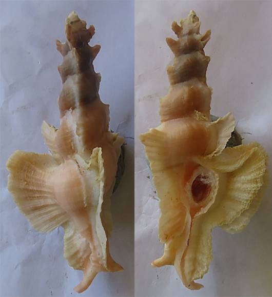 shellauction.net :: Pterynotus elongatus - 3730716