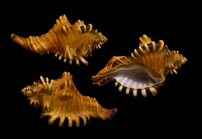 shellauction.net :: Cymatium (Lotoria) perryi - 3730760