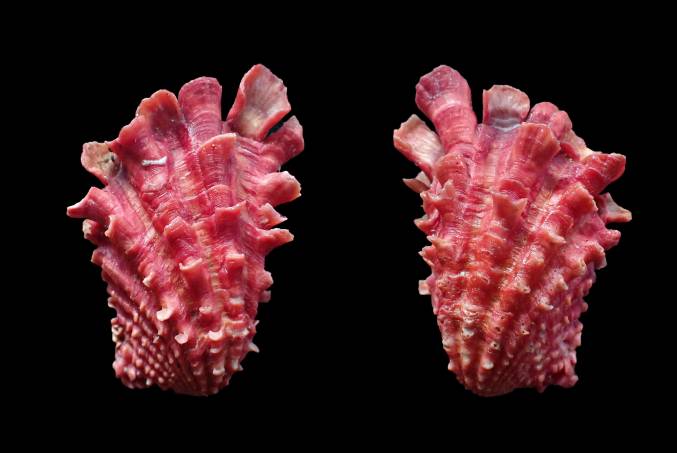 shellauction.net :: Cardita crassicosta - 3730773