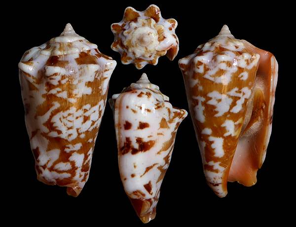 shellauction.net :: Strombus (Conomurex) decorus masirensis - 3730810