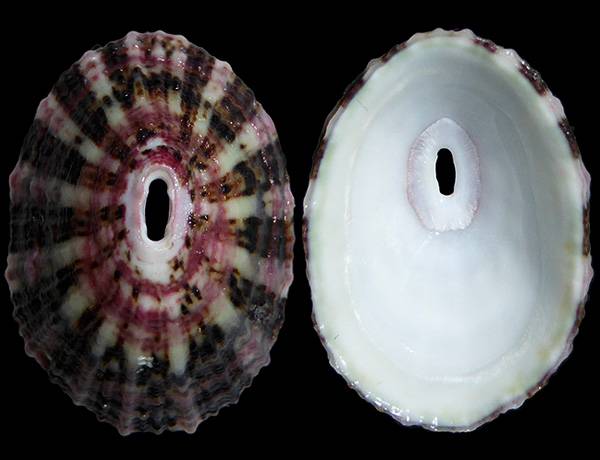 shellauction.net :: Fissurella vulcano - 3730821