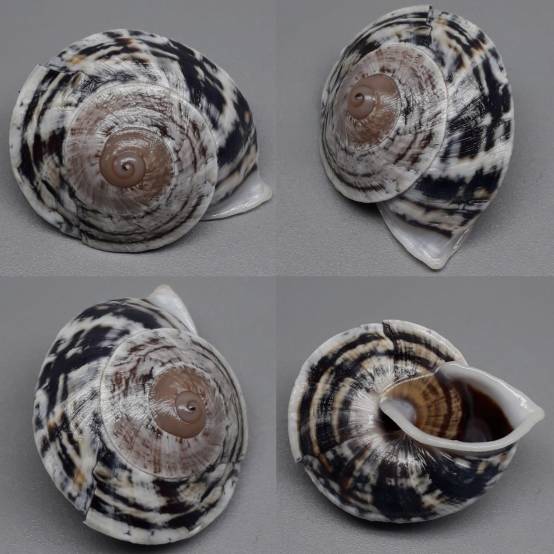 shellauction.net :: Canefriula lacteolata - 3730822