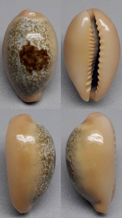 shellauction.net :: Erronea ovum - 3730854