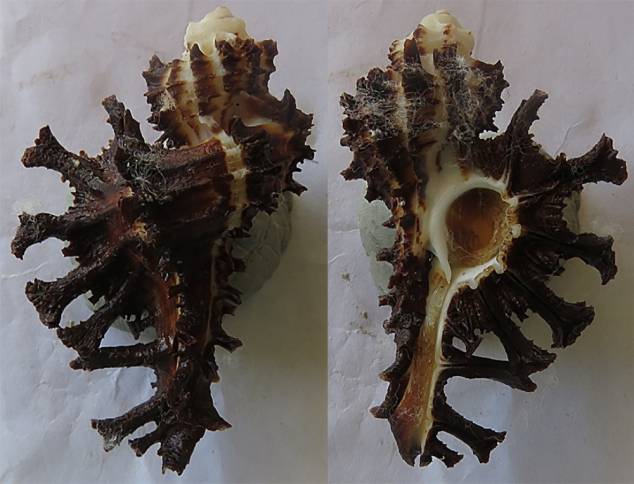 shellauction.net :: Homalocantha scorpius - 3730869