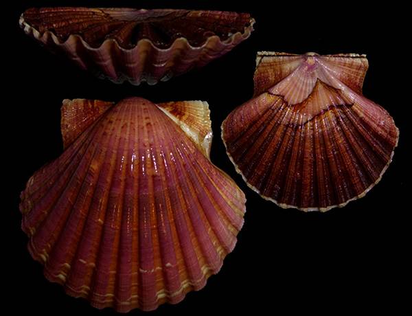 shellauction.net :: Pecten maximus - 3730979