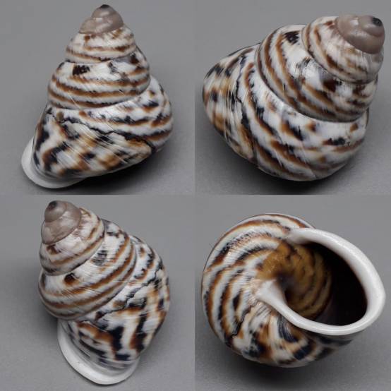 shellauction.net :: Canefriula lacteolata - 3730985