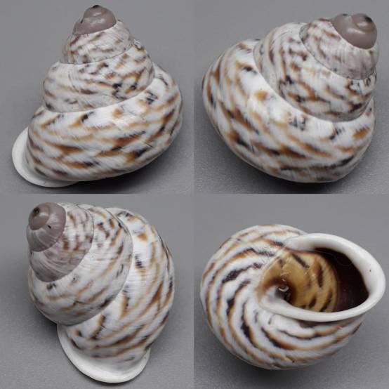 shellauction.net :: Canefriula lacteolata - 3730998