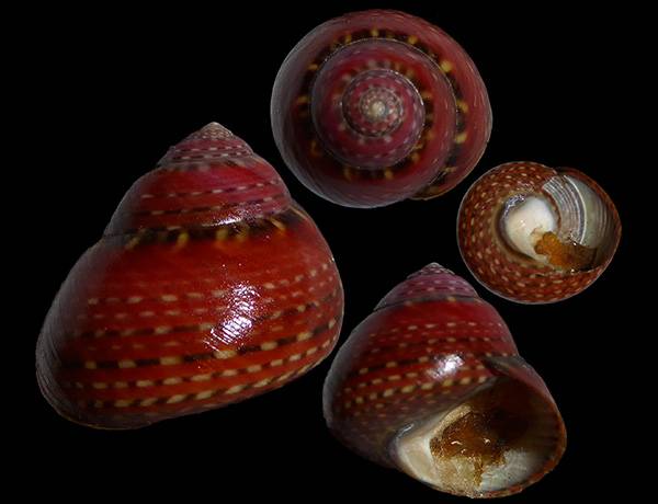 shellauction.net :: Oxystele antoni - 3731049