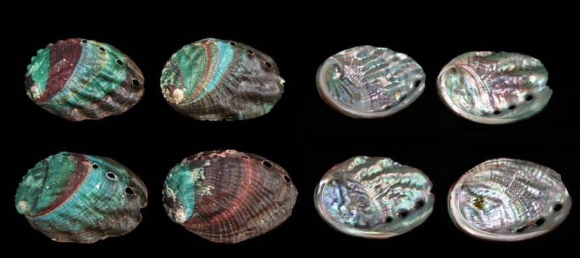 shellauction.net :: Haliotis discus hannai - 3731070