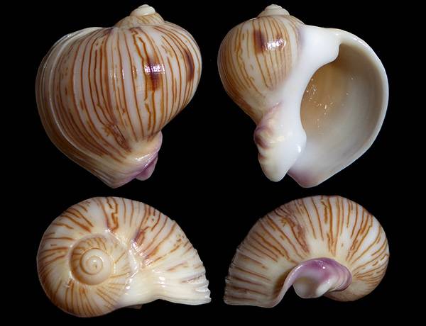 shellauction.net :: Melapium lineatum - 3731080