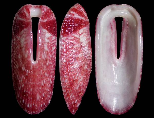 shellauction.net :: Macroschisma africanum - 3731095