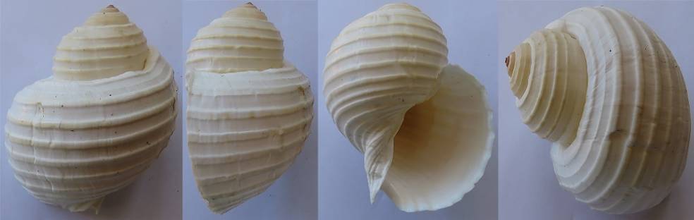 shellauction.net :: Tonna dolium - 3731109