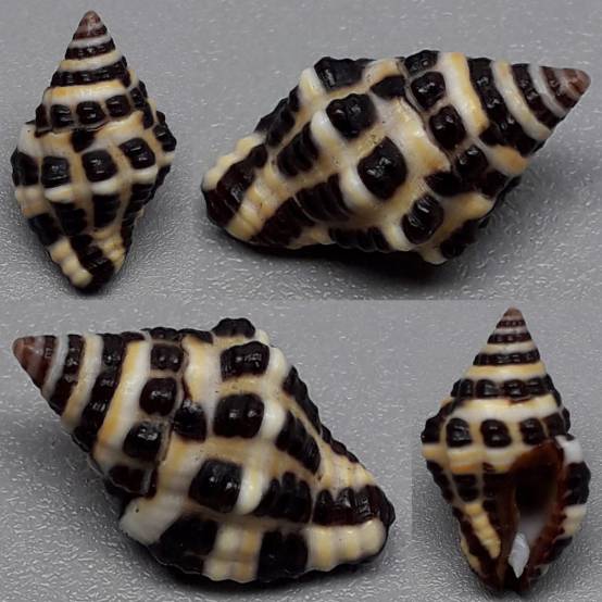 shellauction.net :: Engina sp. - 3731172