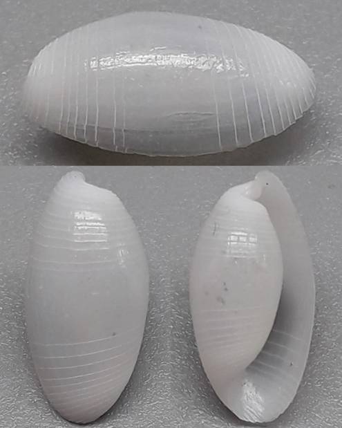 shellauction.net :: Hydatina sp. - 3731230