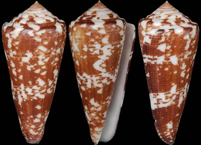 shellauction.net :: Conus thomae - 3731247