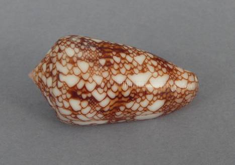 shellauction.net :: Conus canonicus - 3731283
