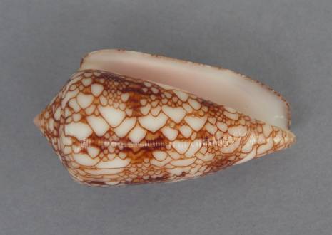 shellauction.net :: Conus canonicus - 3731283