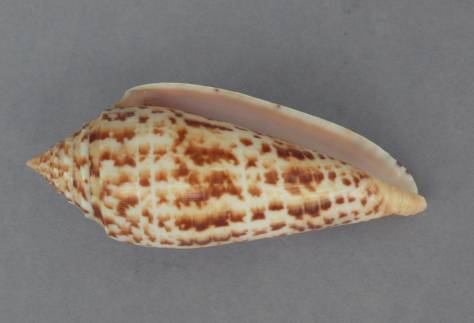 shellauction.net :: Conus lynceus - 3731330