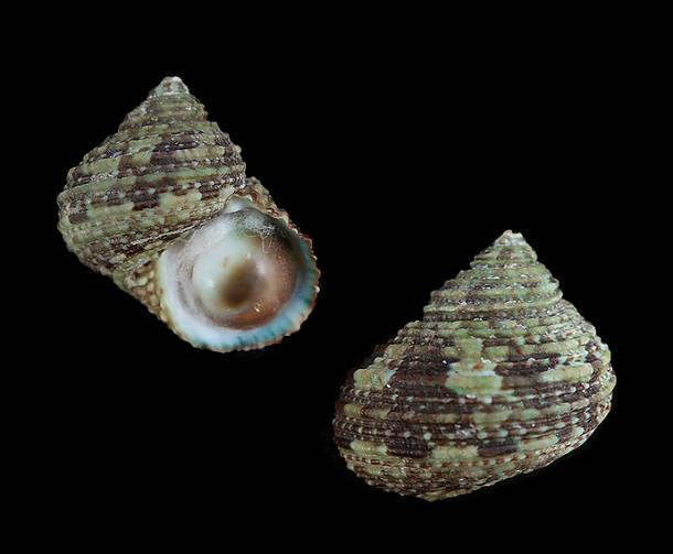 shellauction.net :: Turbo bruneus - 3731437