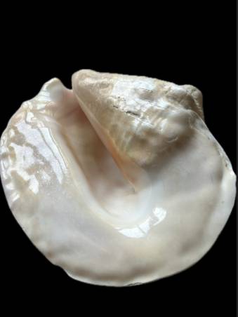 shellauction.net :: Strombus goliath - 3731443